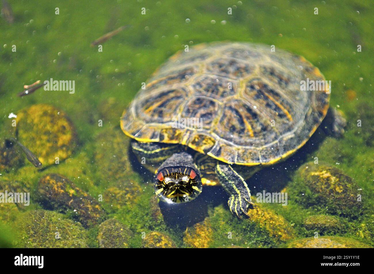Turtle, San Diego zoo, USA United States of America Stock Photo - Alamy