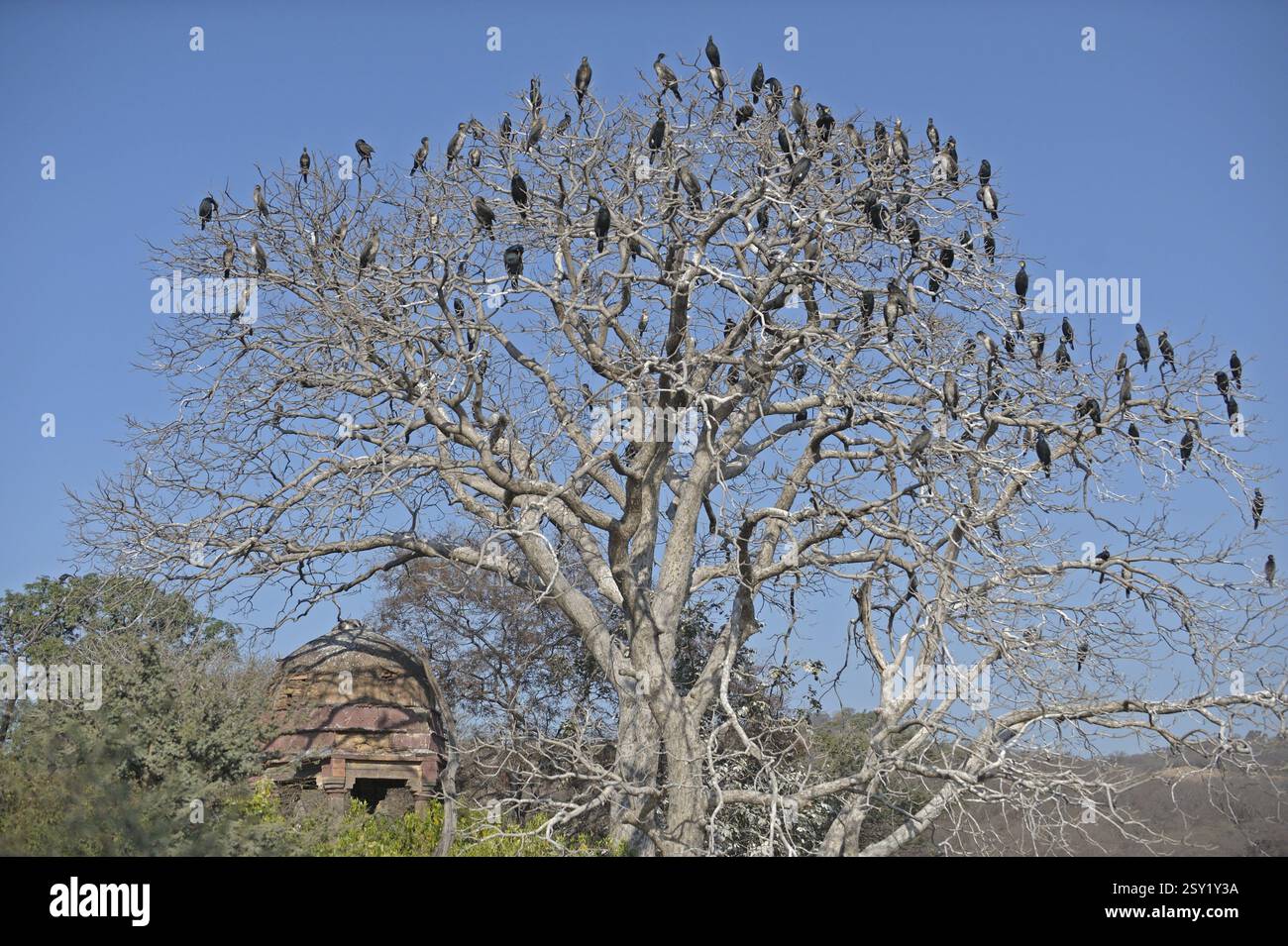 Cormorants and Indian shag roosting on a tree in Ranthambhore national ...