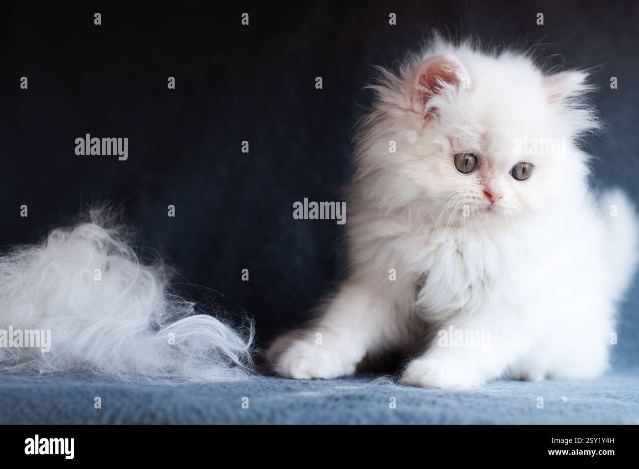 fluffy white kitten next to a wad of cat hair Stock Photo - Alamy