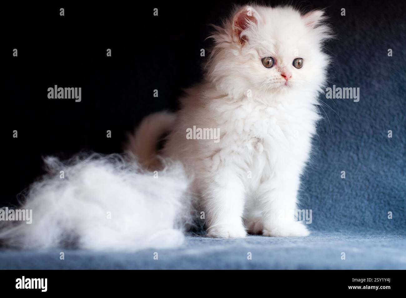 fluffy white kitten next to a wad of cat hair Stock Photo - Alamy