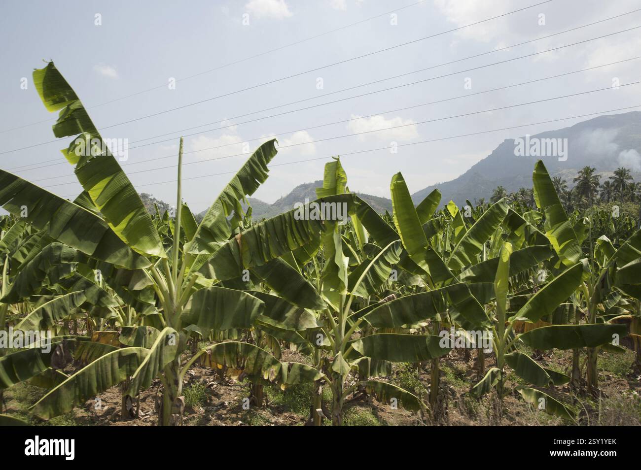 Field of banana tree at tamilnadu India Stock Photo - Alamy