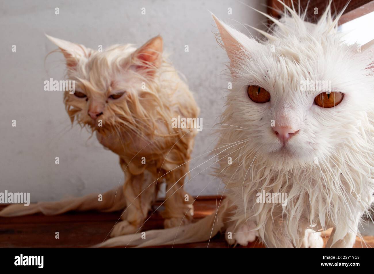 Two wet cats Stock Photo - Alamy