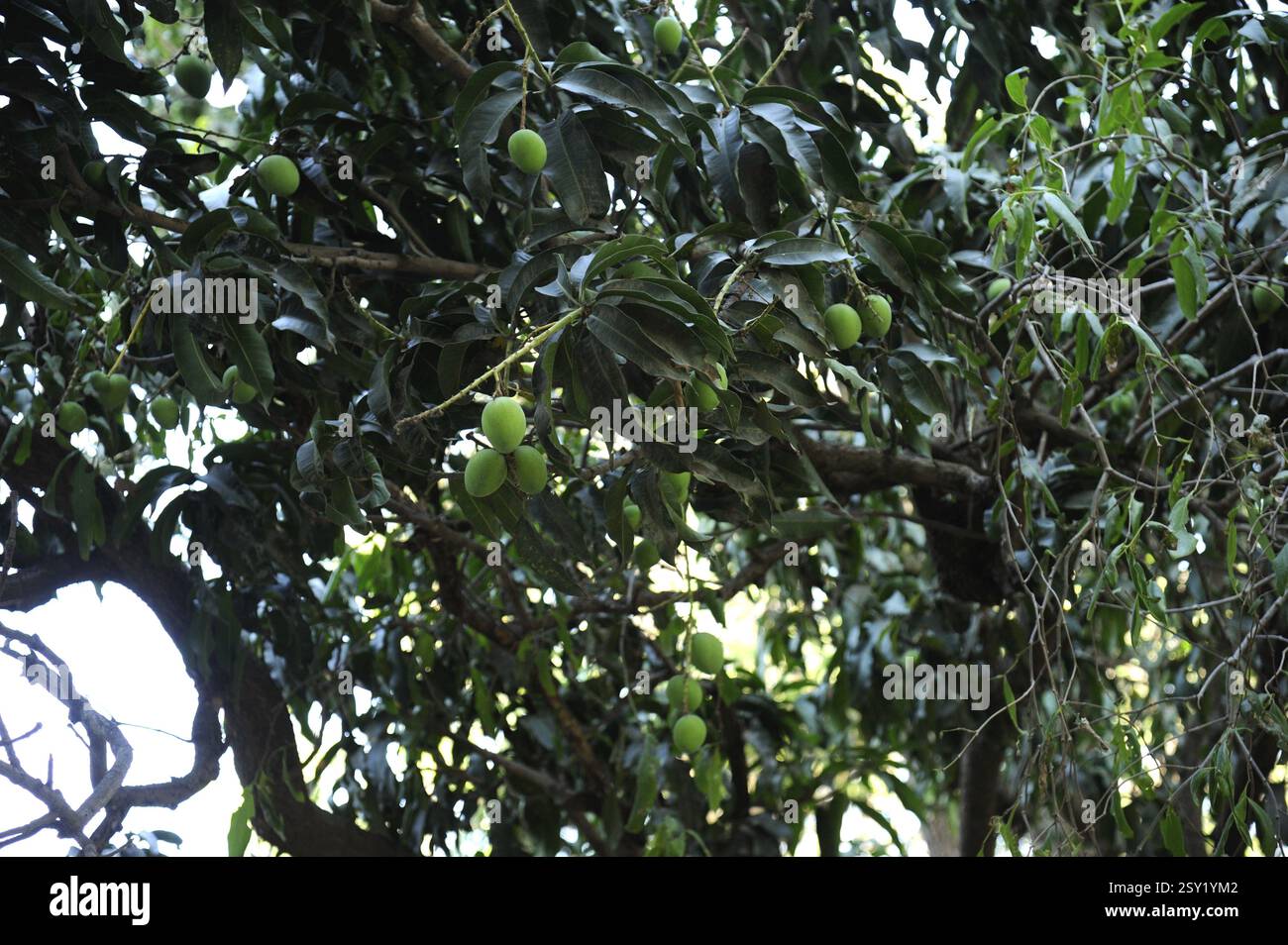 Mangifera indica mango trees india hi-res stock photography and images ...