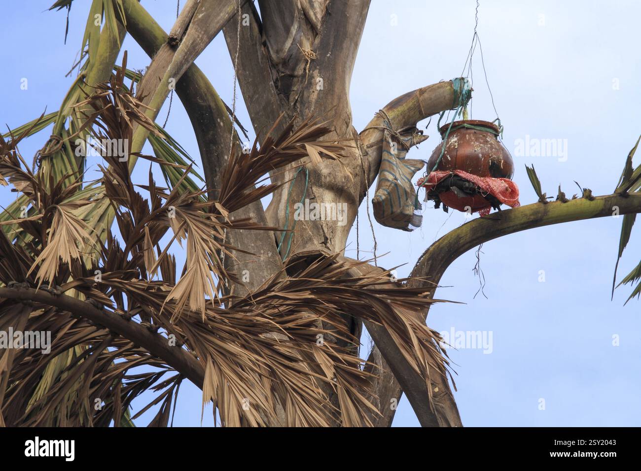 Salfi tree produces milky liquid, bastar, chhattisgarh, india, asia ...