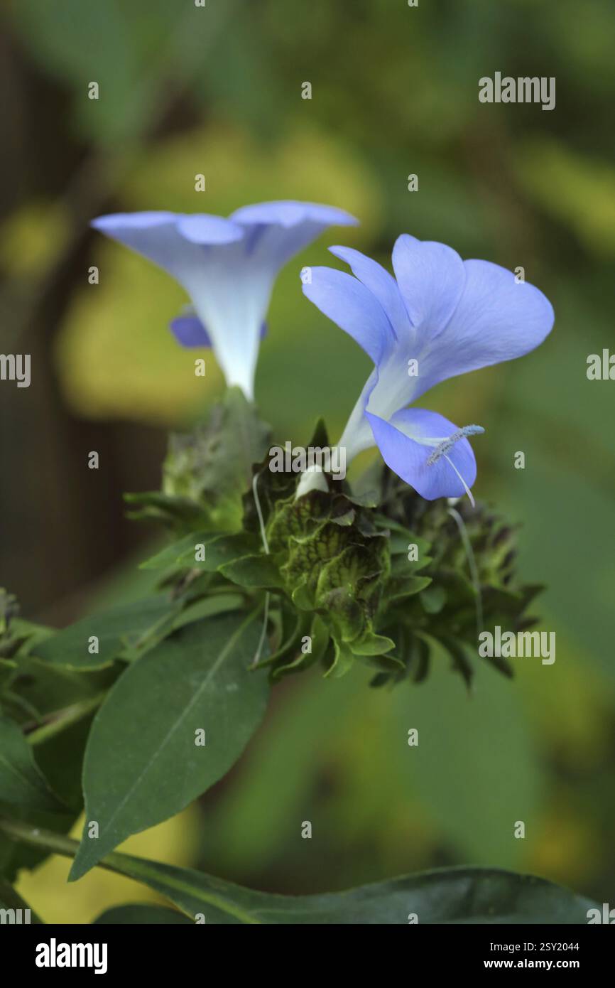 Blue orchid flower, bastar, chhattisgarh, india, asia Stock Photo - Alamy