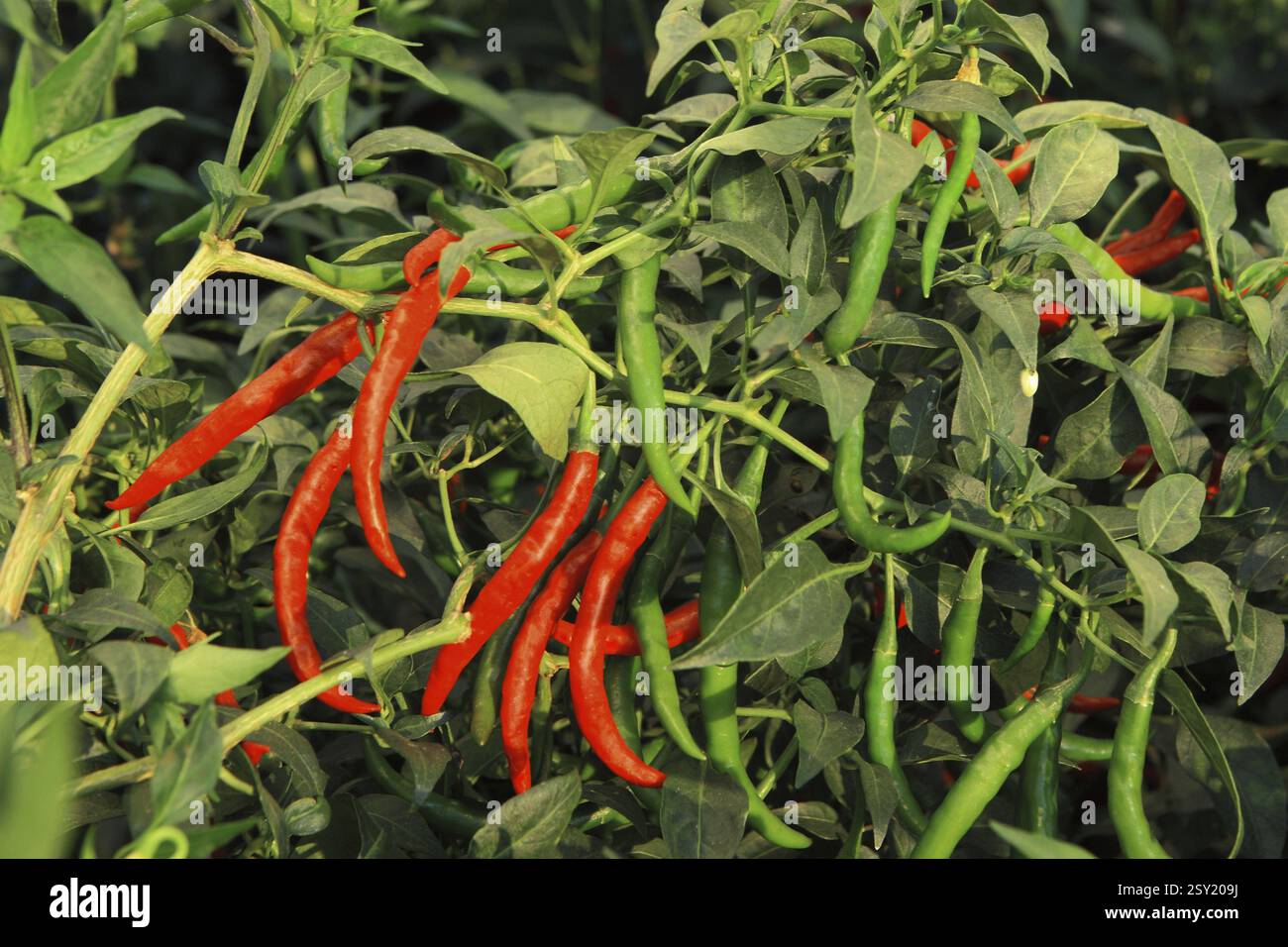 Landscape photograph of chilli plant hi-res stock photography and ...