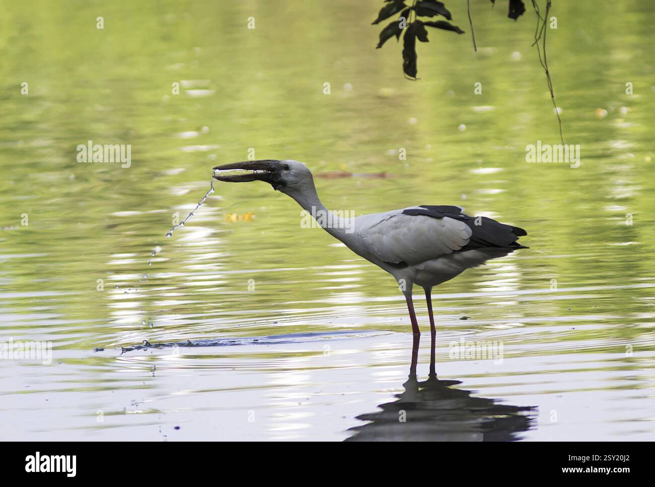 Openbill Stork at Karnataka India Stock Photo - Alamy