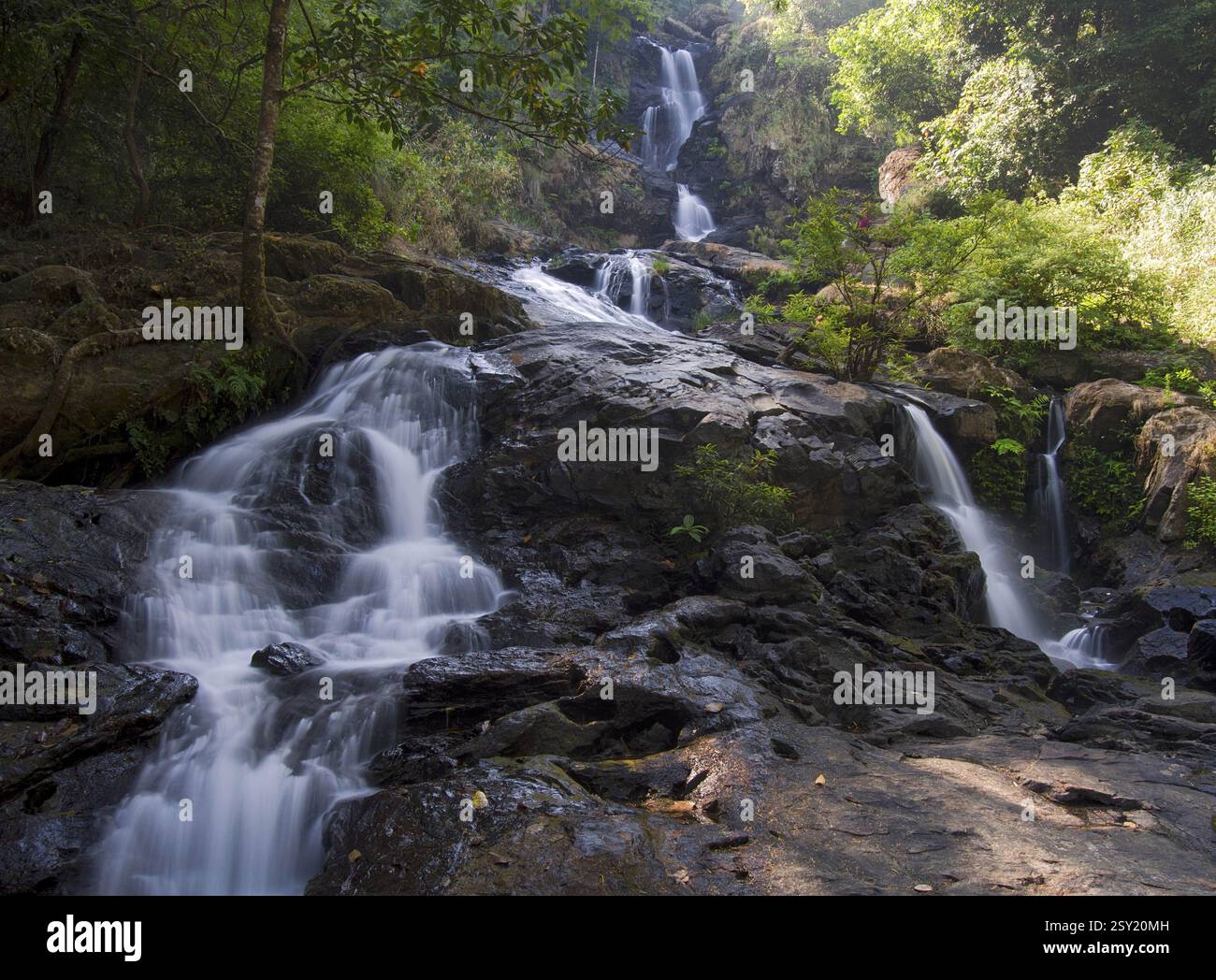 Laggar falcon, tal chappar wildlife sanctuary, rajasthan, india, asia ...