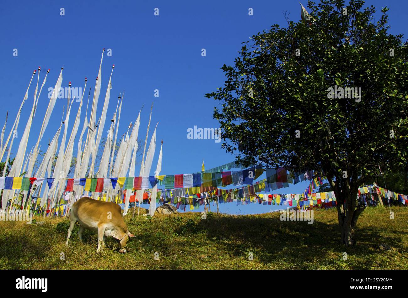 Buddhist flags monastery, bhutan, india, asia Stock Photo - Alamy