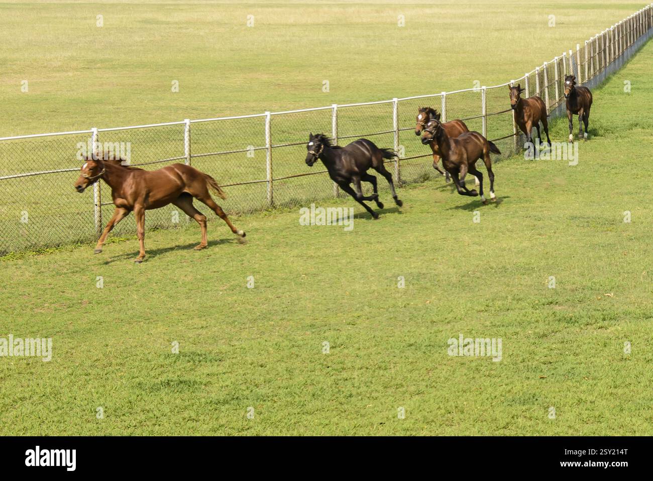 Poonawalla stud farm, pune, maharashtra, india, asia Stock Photo - Alamy