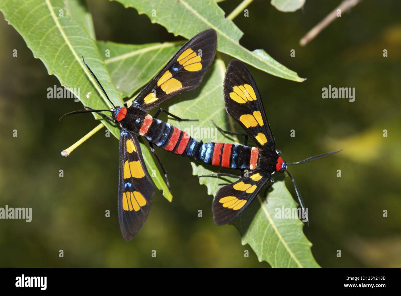 Day flying moths hi-res stock photography and images - Alamy