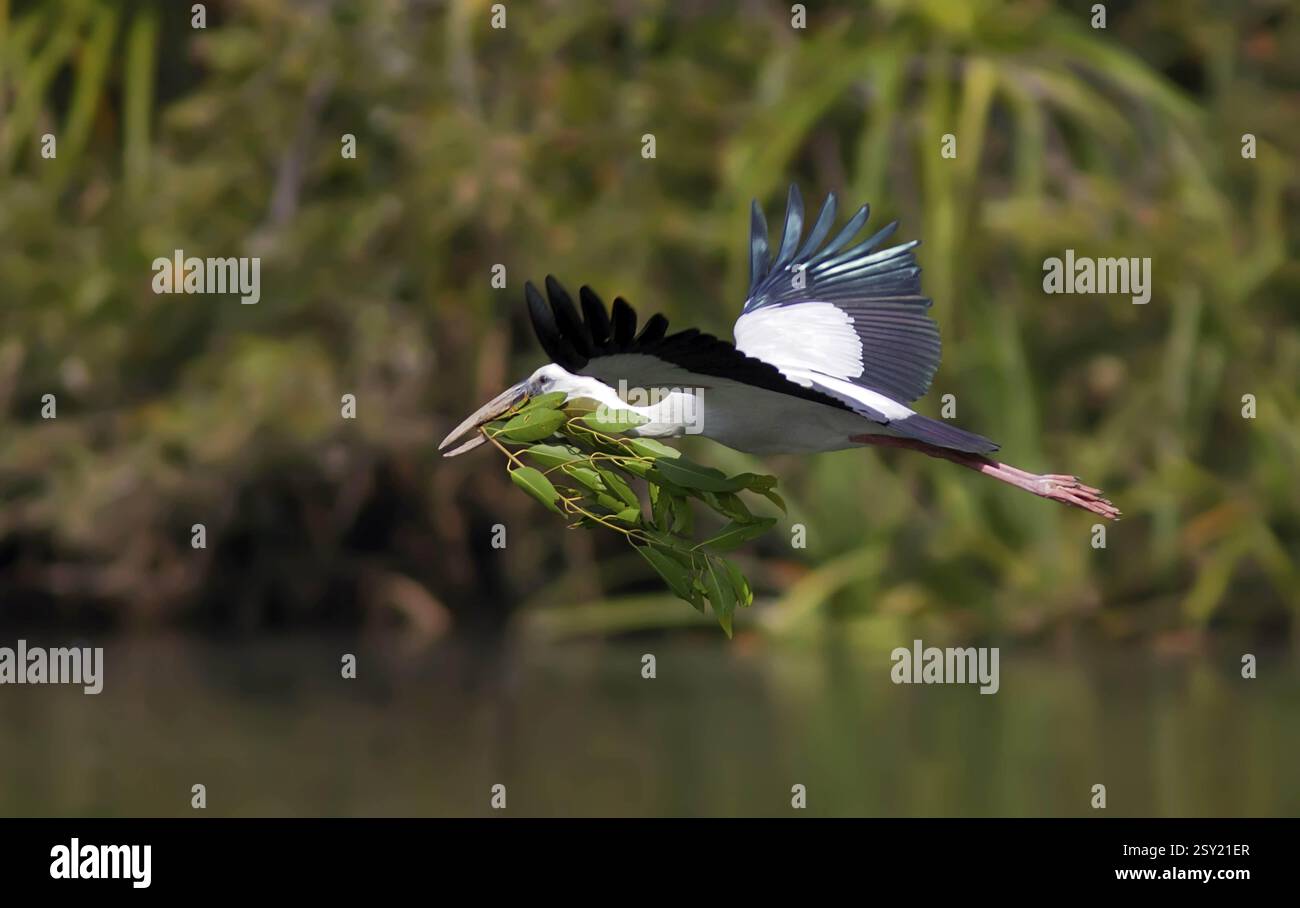 Openbill stork flying, ranganathittu bird sanctuary, karnataka, india ...