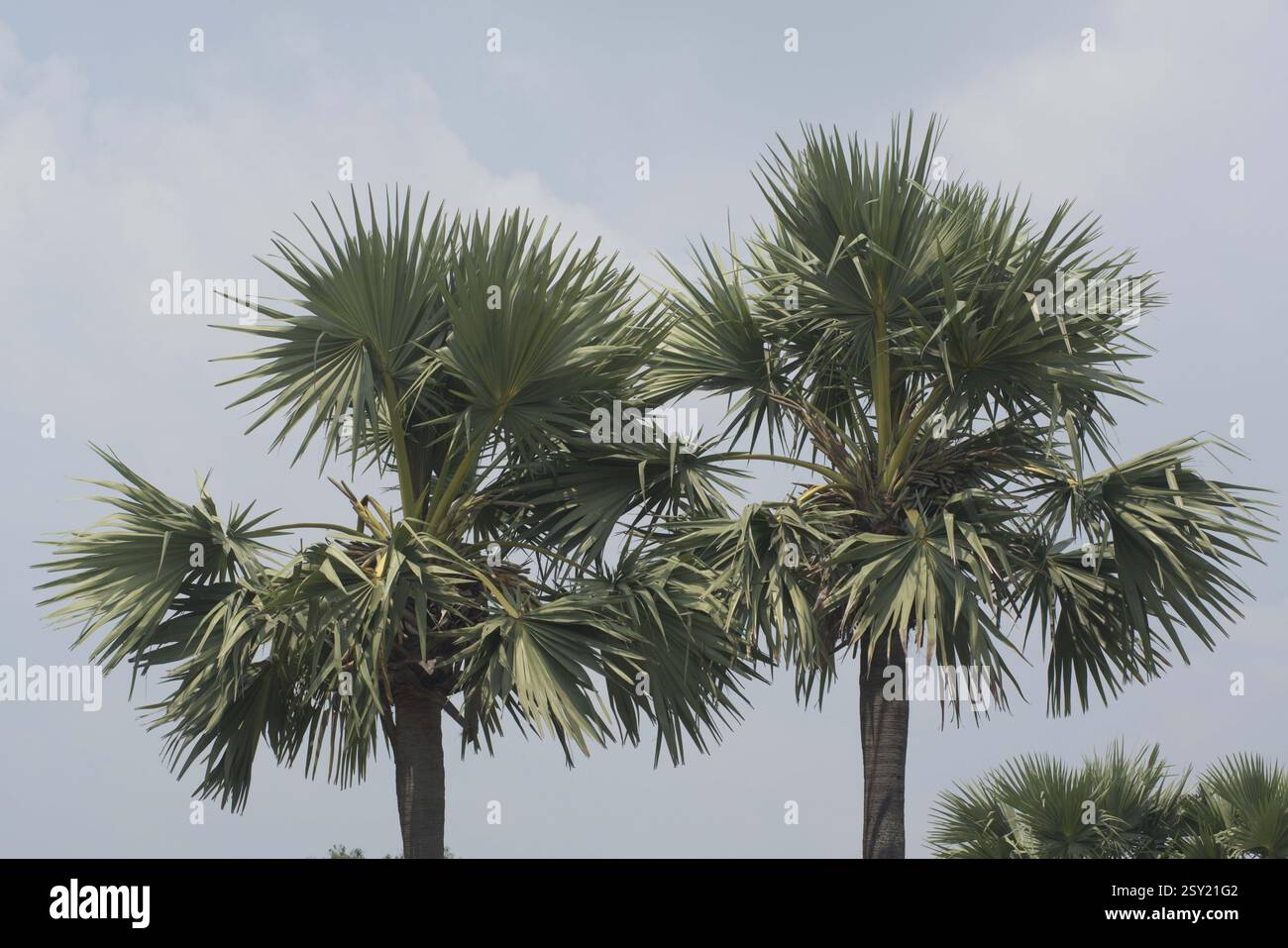 Palm trees at konark, orissa, india, asia Stock Photo - Alamy