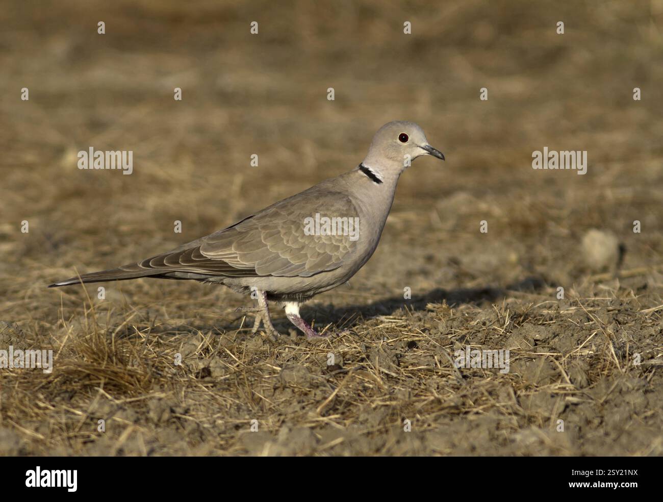 Eurasian Collared Dove at Rajasthan India Stock Photo - Alamy