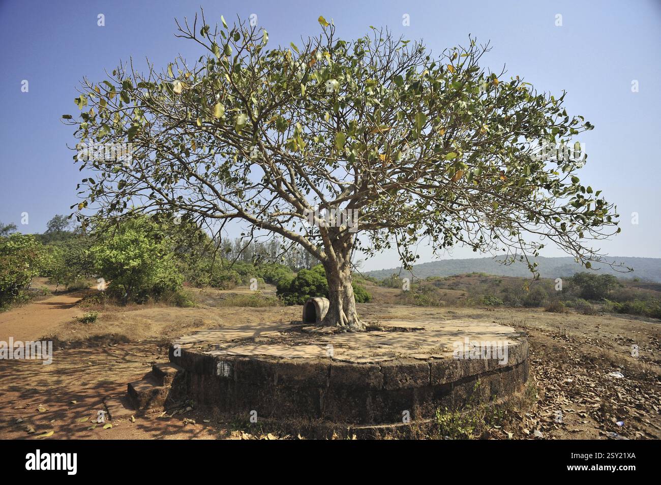 Banayan tree at anjarla ratnagiri Maharashtra India Asia Stock Photo ...