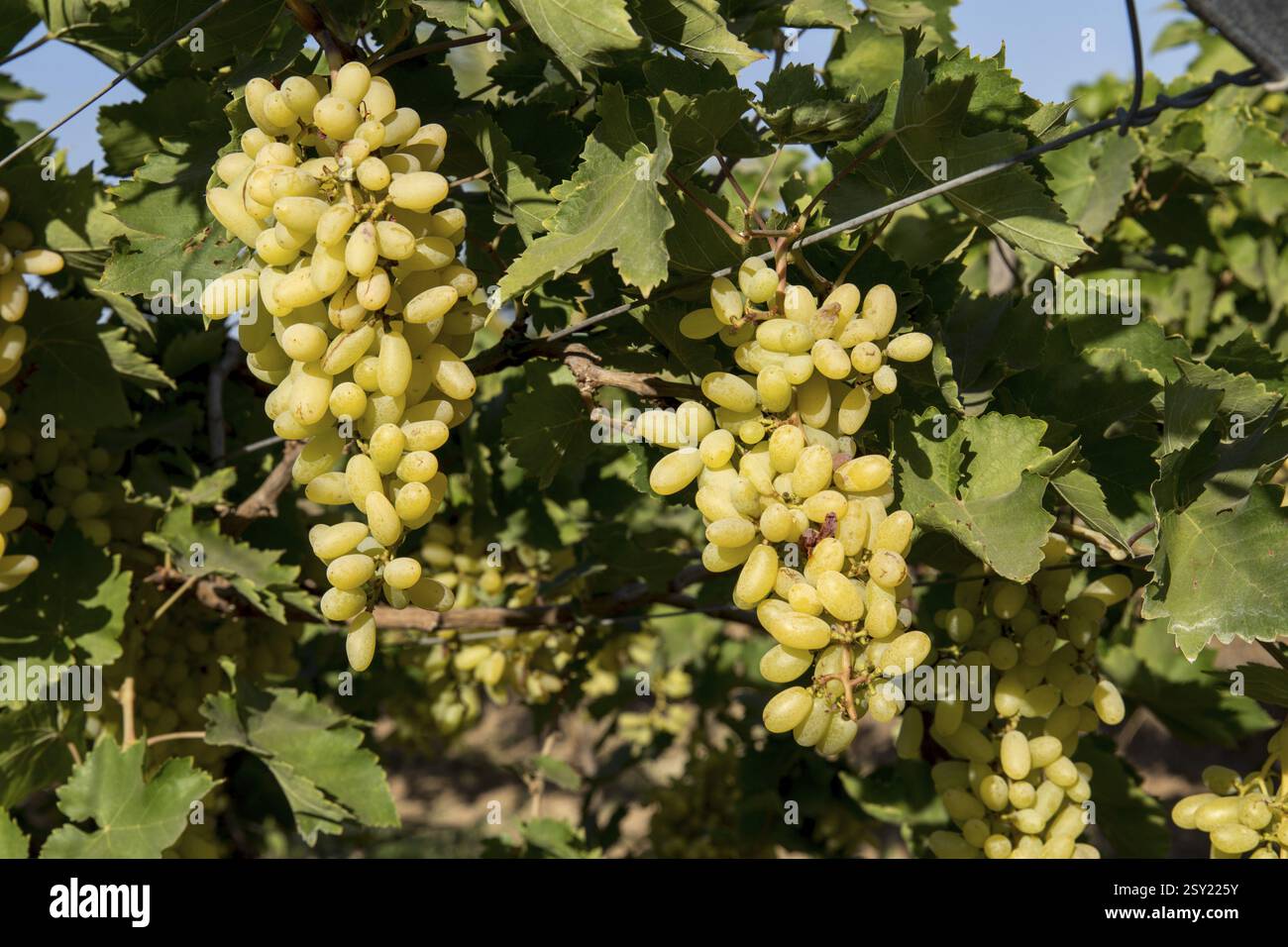 Grapes plant, sangli, maharashtra, India, Asia Stock Photo - Alamy