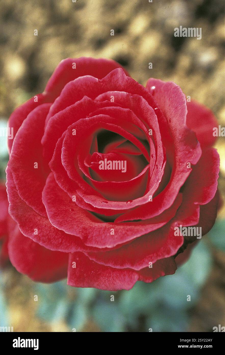 Red rose flower, india, asia Stock Photo - Alamy