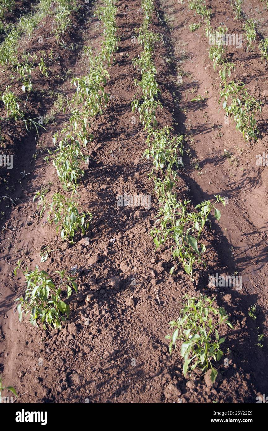 Crop capsicum village lanja ratnagiri Maharashtra India Asia Stock ...