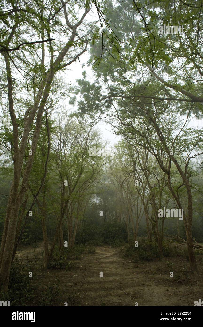 Forest West Bengal Calcutta India Asia Stock Photo - Alamy