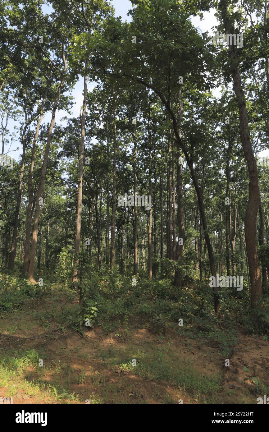 Dense forest, bastar, chhattisgarh, india, asia Stock Photo - Alamy