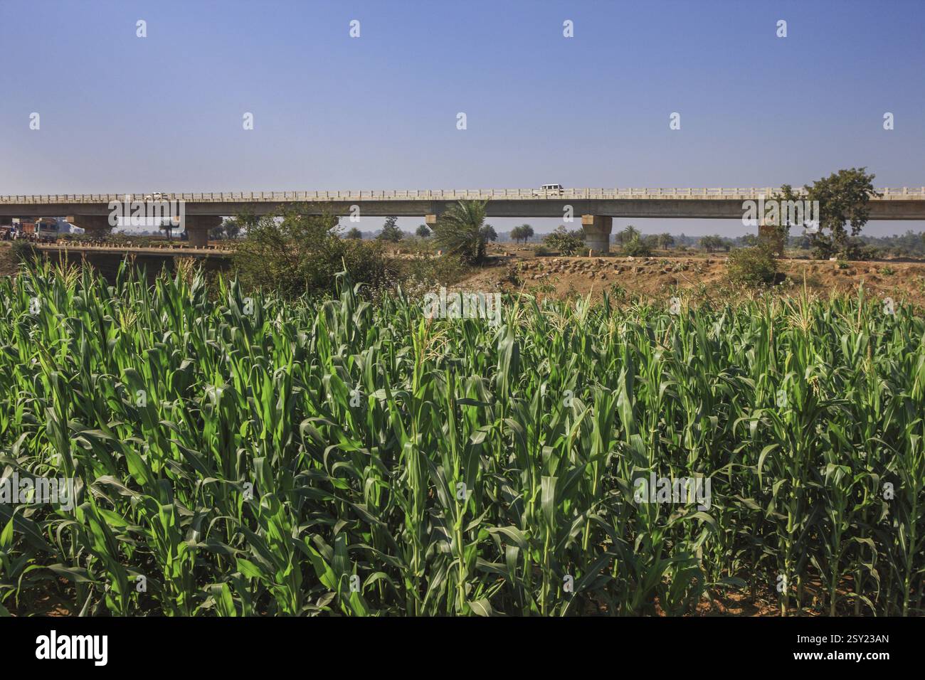 Maize field, bastar, chhattisgarh, india, asia Stock Photo - Alamy