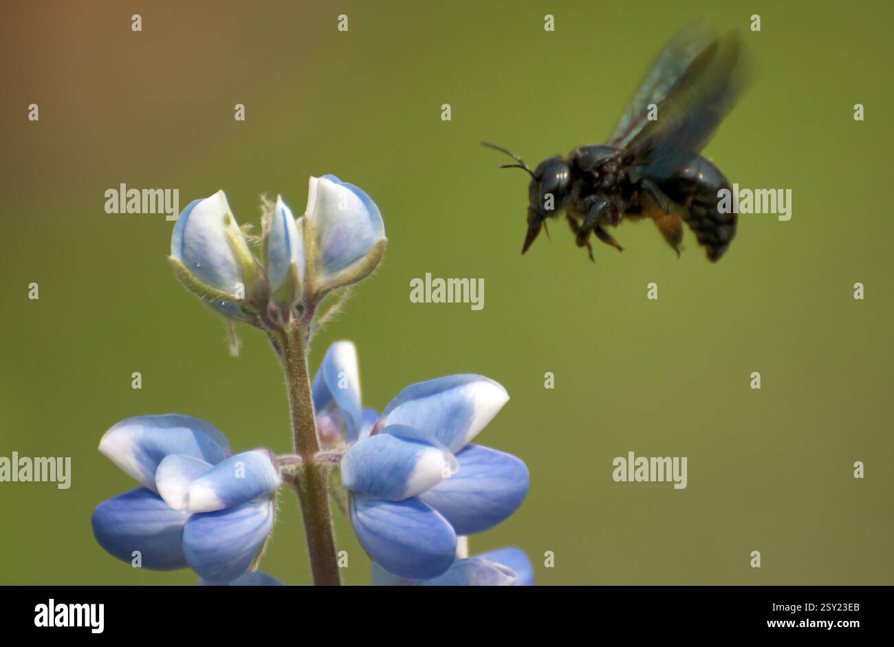 Honey Bee Collecting Nectar from Blue Flower Kolkata India Asia Stock ...
