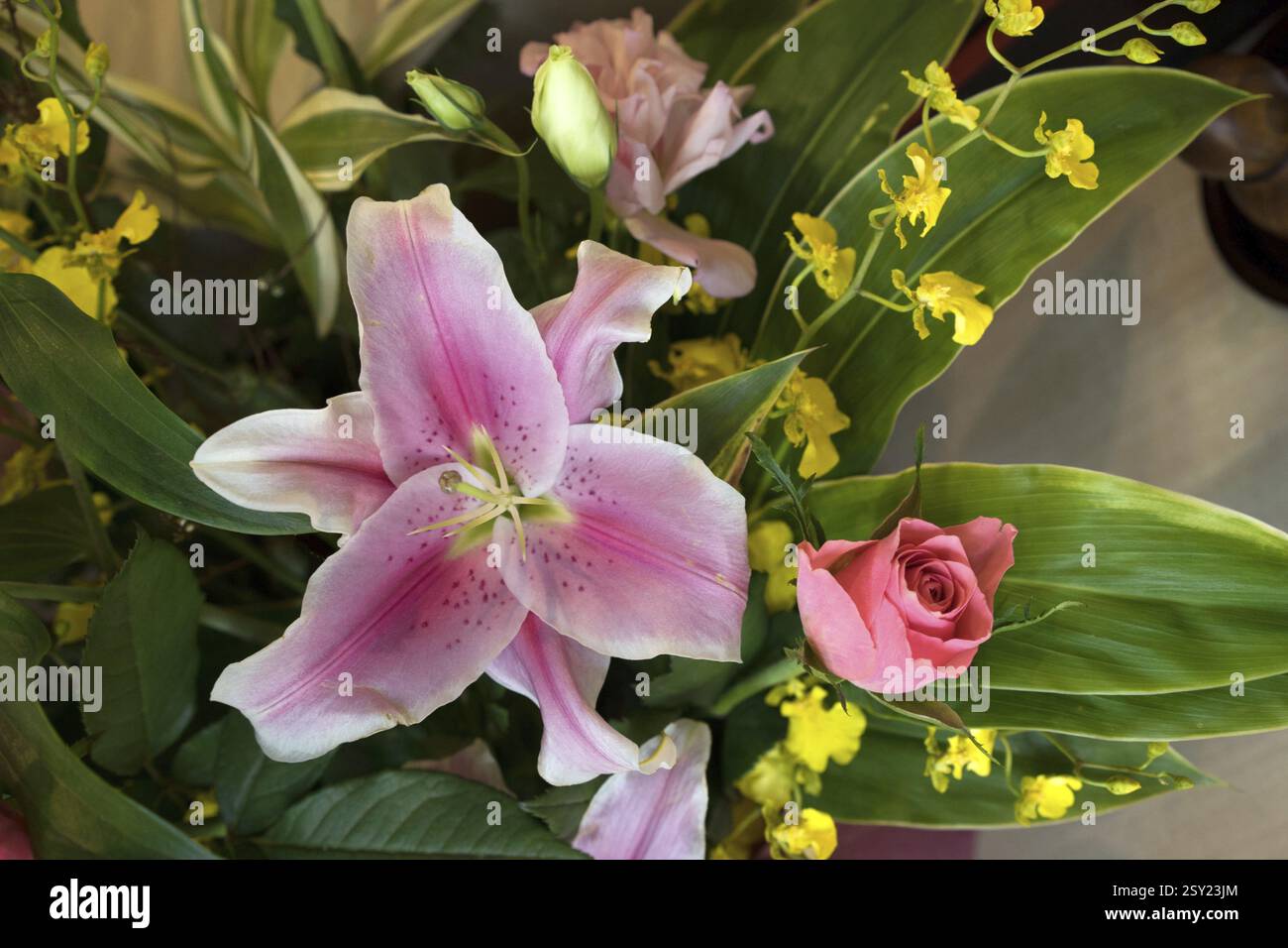 Japan, orchids, Asia Stock Photo - Alamy