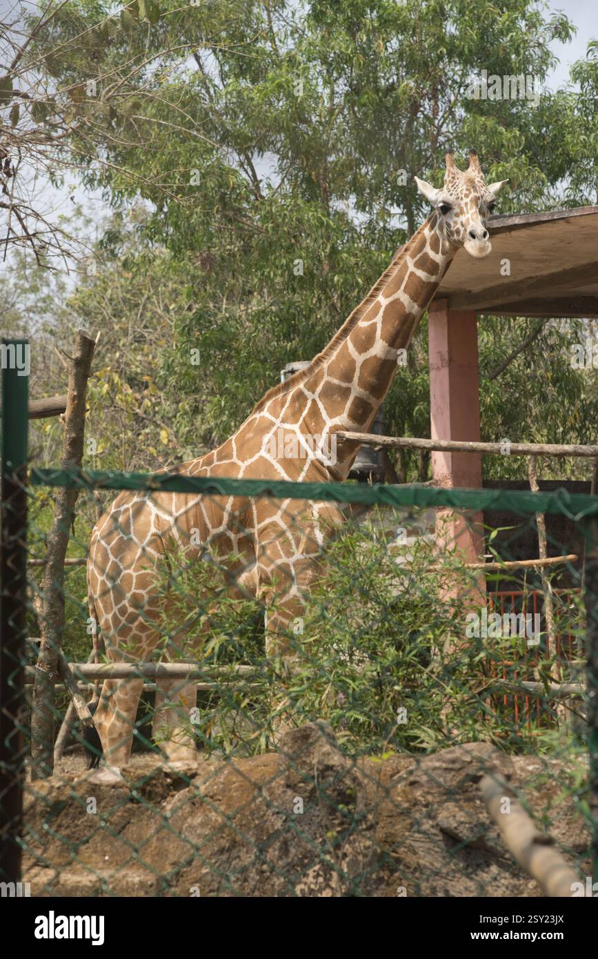 Giraffe, nandankanan zoological park, orissa, Asia, India, Asia Stock ...