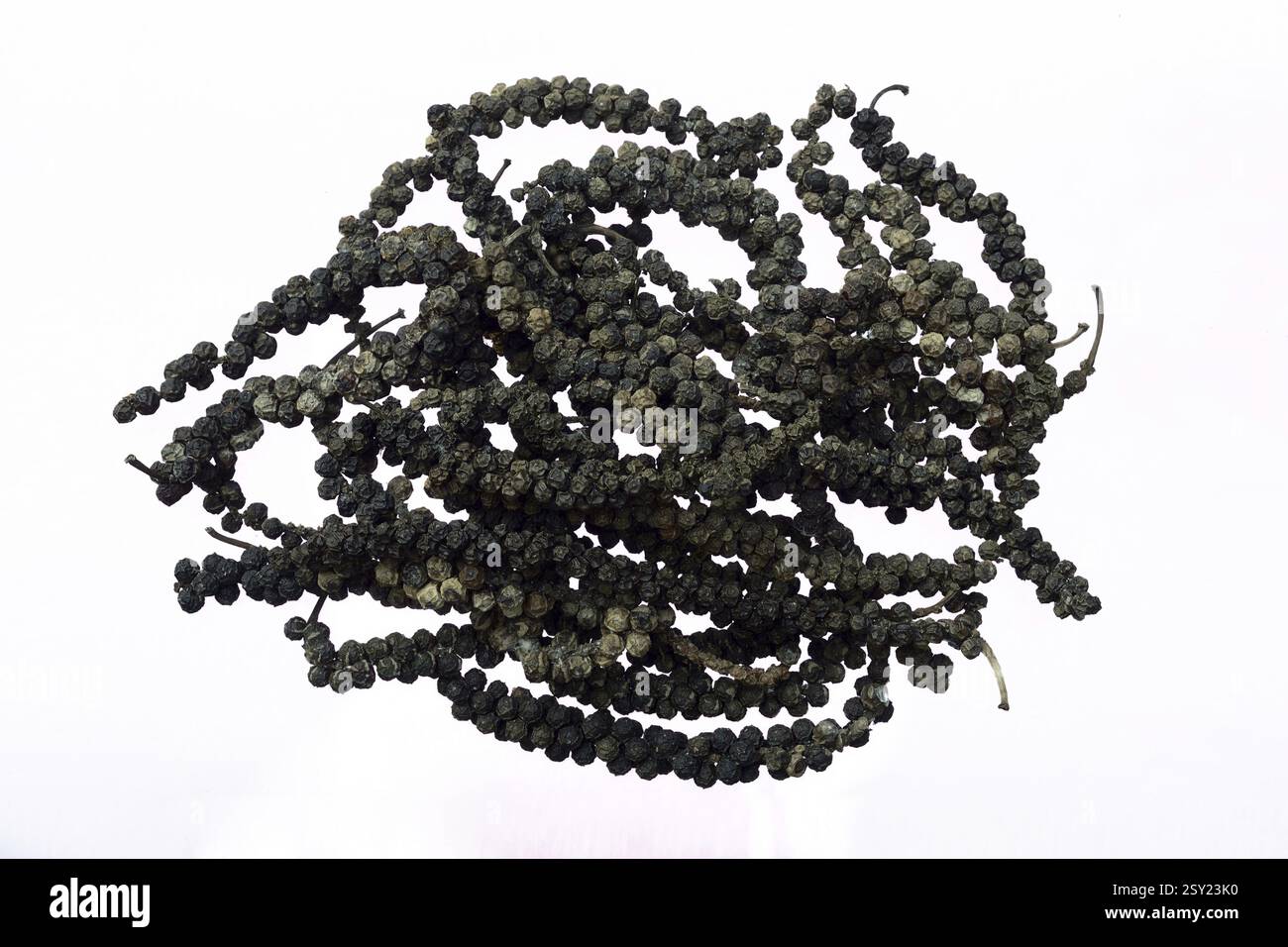 Black pepper, trivandrum, kerala, india, asia Stock Photo - Alamy
