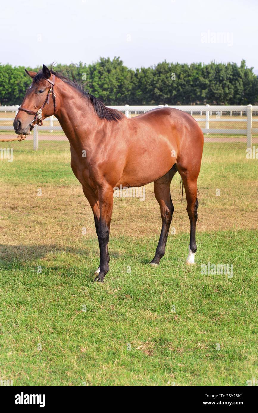 Poonawalla stud farm, pune, maharashtra, india, asia Stock Photo - Alamy
