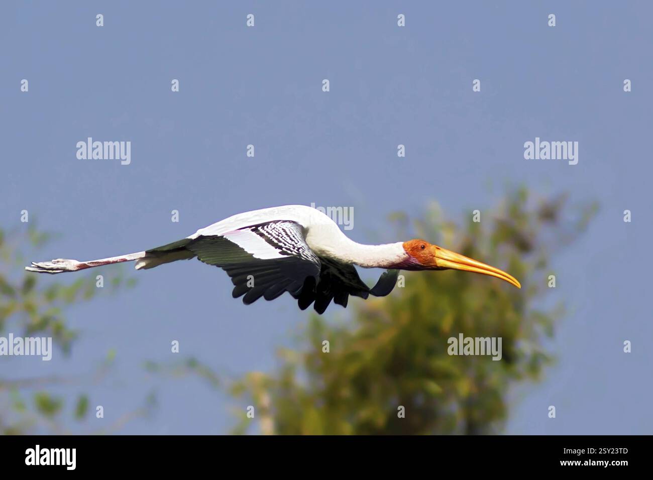 Storks in asia hi-res stock photography and images - Alamy