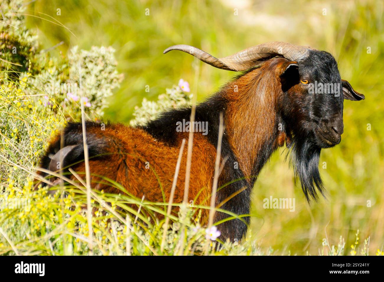 Majorcan wild goat hi-res stock photography and images - Alamy