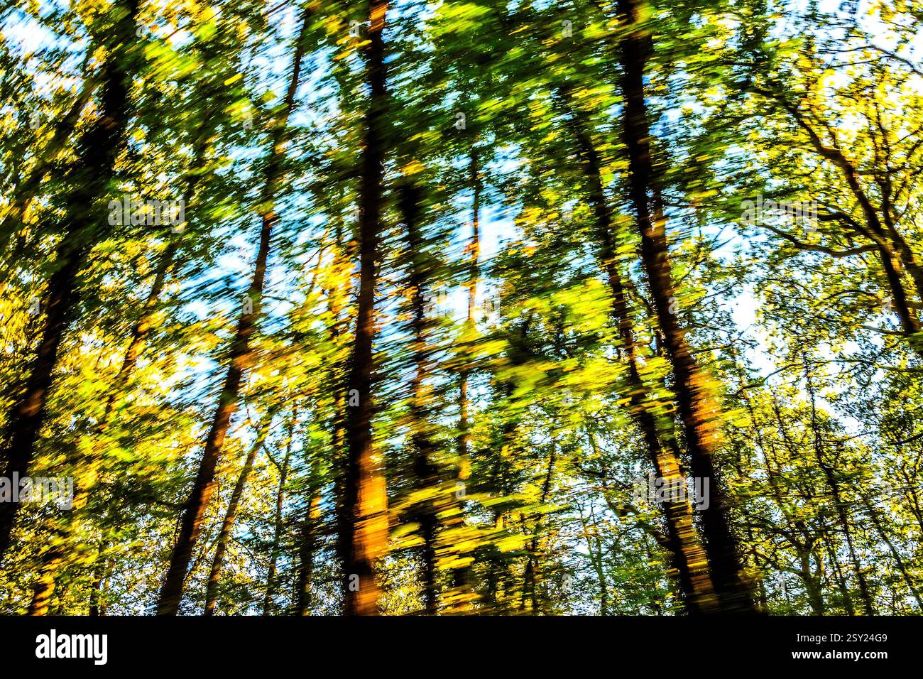 Image of blurred trees taken from moving vehicle - France Stock Photo ...