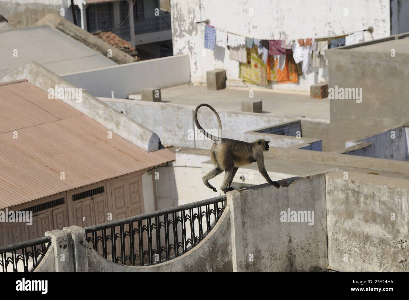Monkey on Village House Terrace Gujarat India Stock Photo - Alamy
