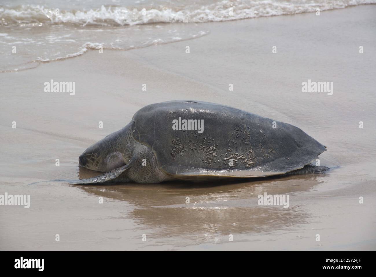 Olive ridley turtles beach, puri, orissa, india, asia Stock Photo - Alamy