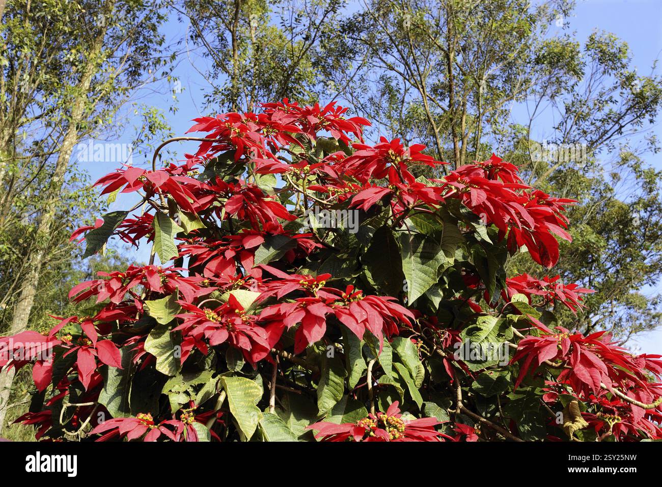 Poinsettia plant, munnar, idukki, kerala, india, asia Stock Photo - Alamy