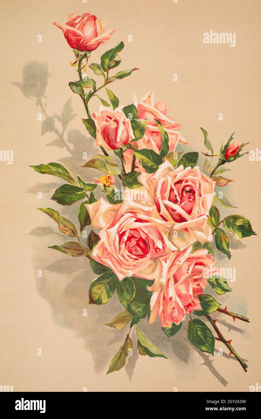 Rosen, La France (roses), colour halftone of botanical watercolour by ...