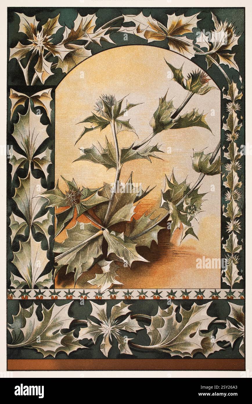 Mannertreue Eryngium (Eryngium campestre) naturalistic and stylised ...