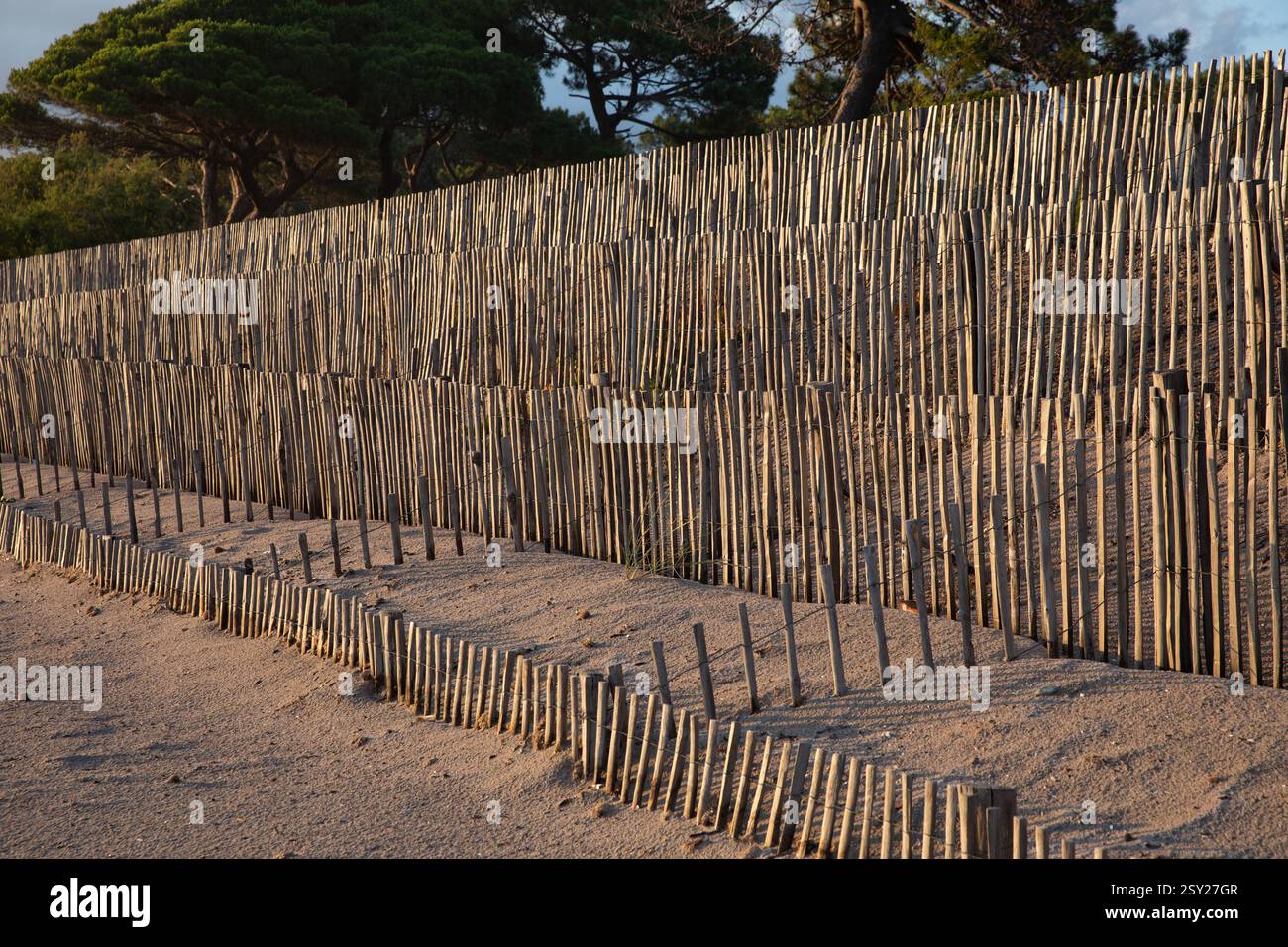 Sand fence to avoid erosion. Shot in between the beach and the pine ...