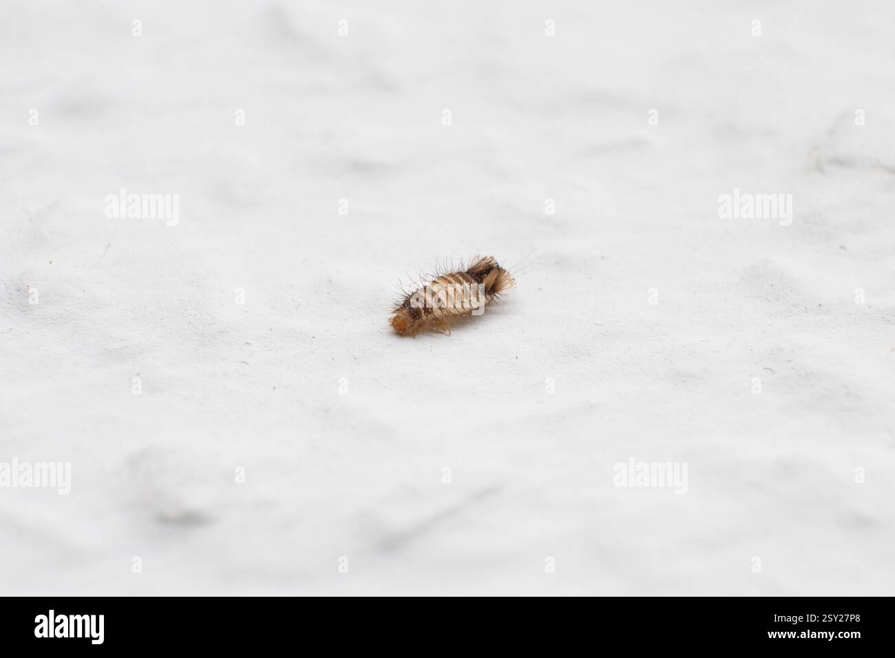 Varied carpet beetle larva (Anthrenus verbasci) on a white background ...