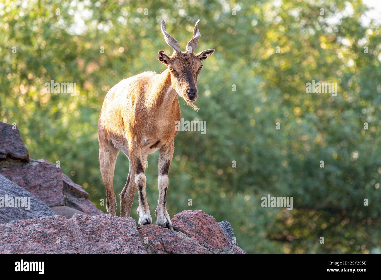 Markhor female on the rock. Latin name - Capra falconeri. Wild goat ...