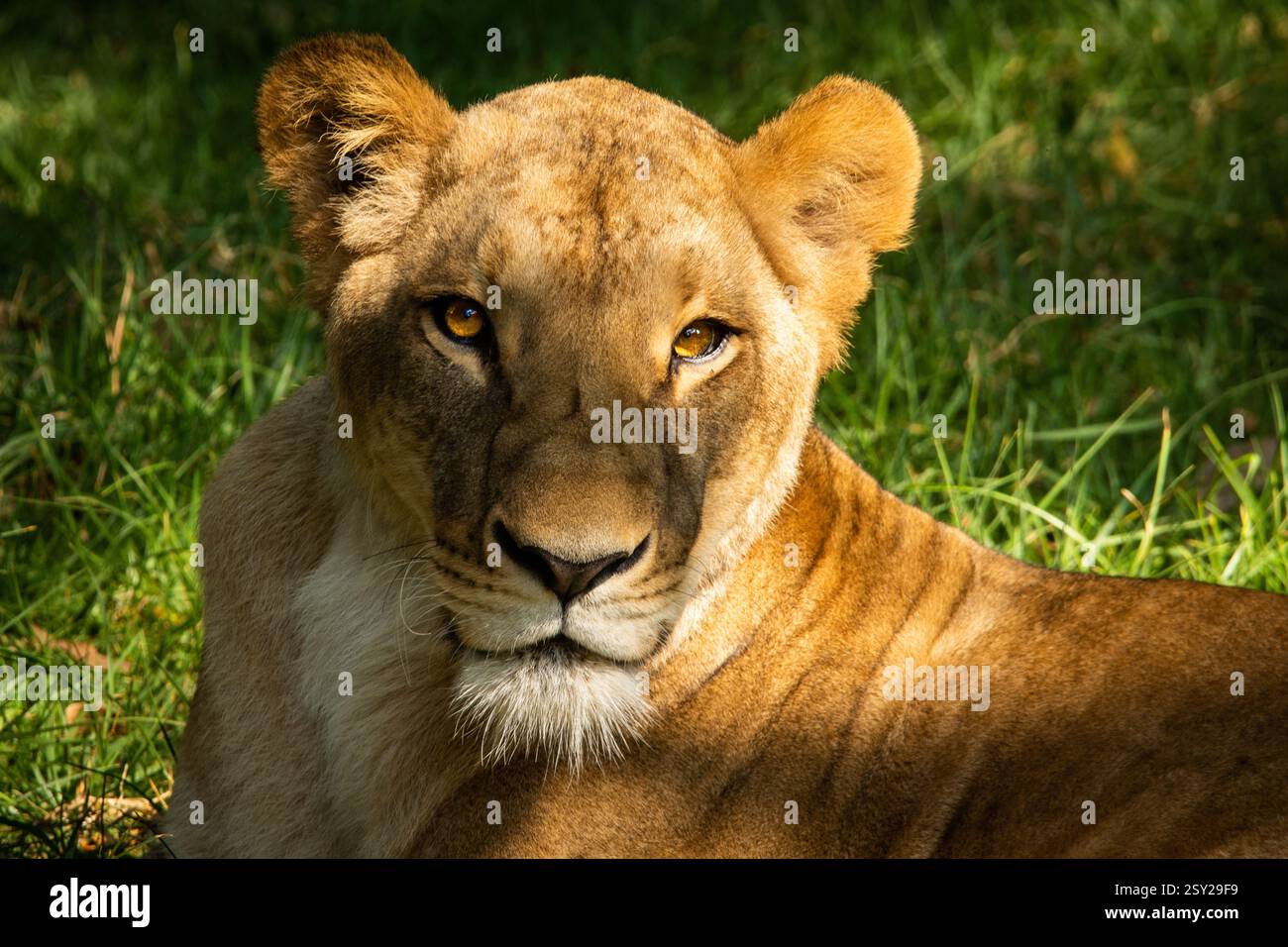 Orejas africa hi-res stock photography and images - Alamy
