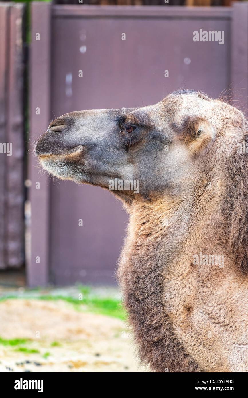 The Bactrian camel (Camelus bactrianus) is a large, even-toed ungulate ...