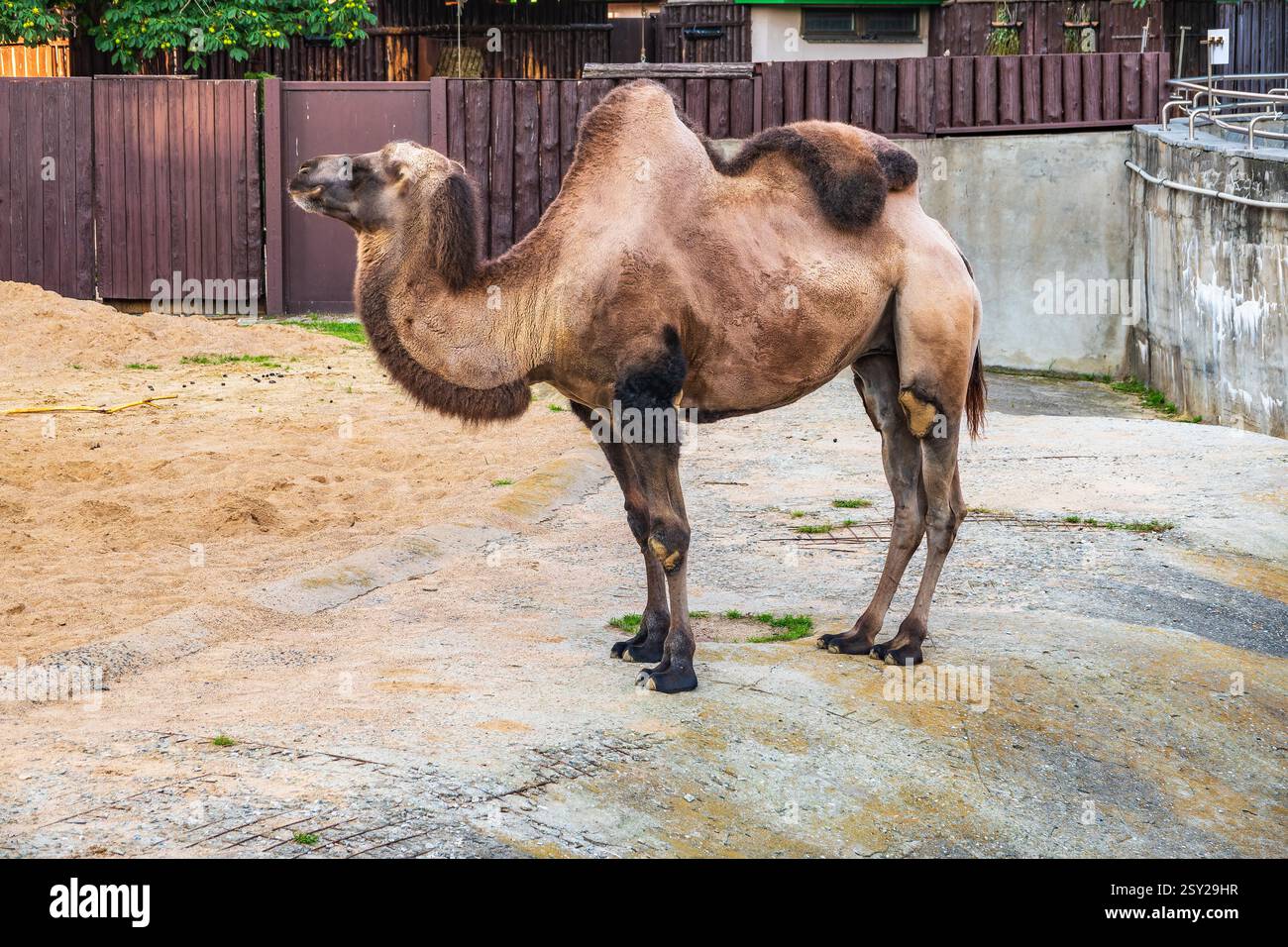 The Bactrian camel (Camelus bactrianus) is a large, even-toed ungulate native to the steppes of ...