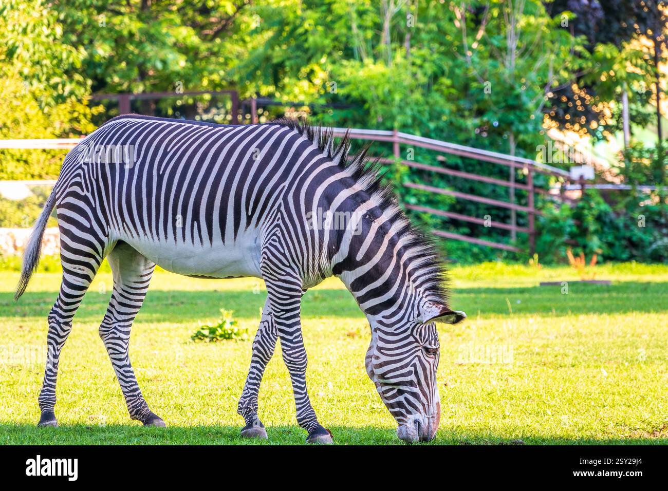 Grevy's zebra, lat Equus grevyi, also known as the imperial zebra eats ...