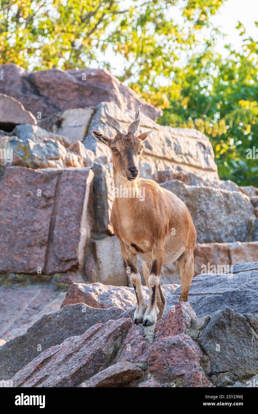 Markhor female on the rock. Latin name - Capra falconeri. Wild goat ...