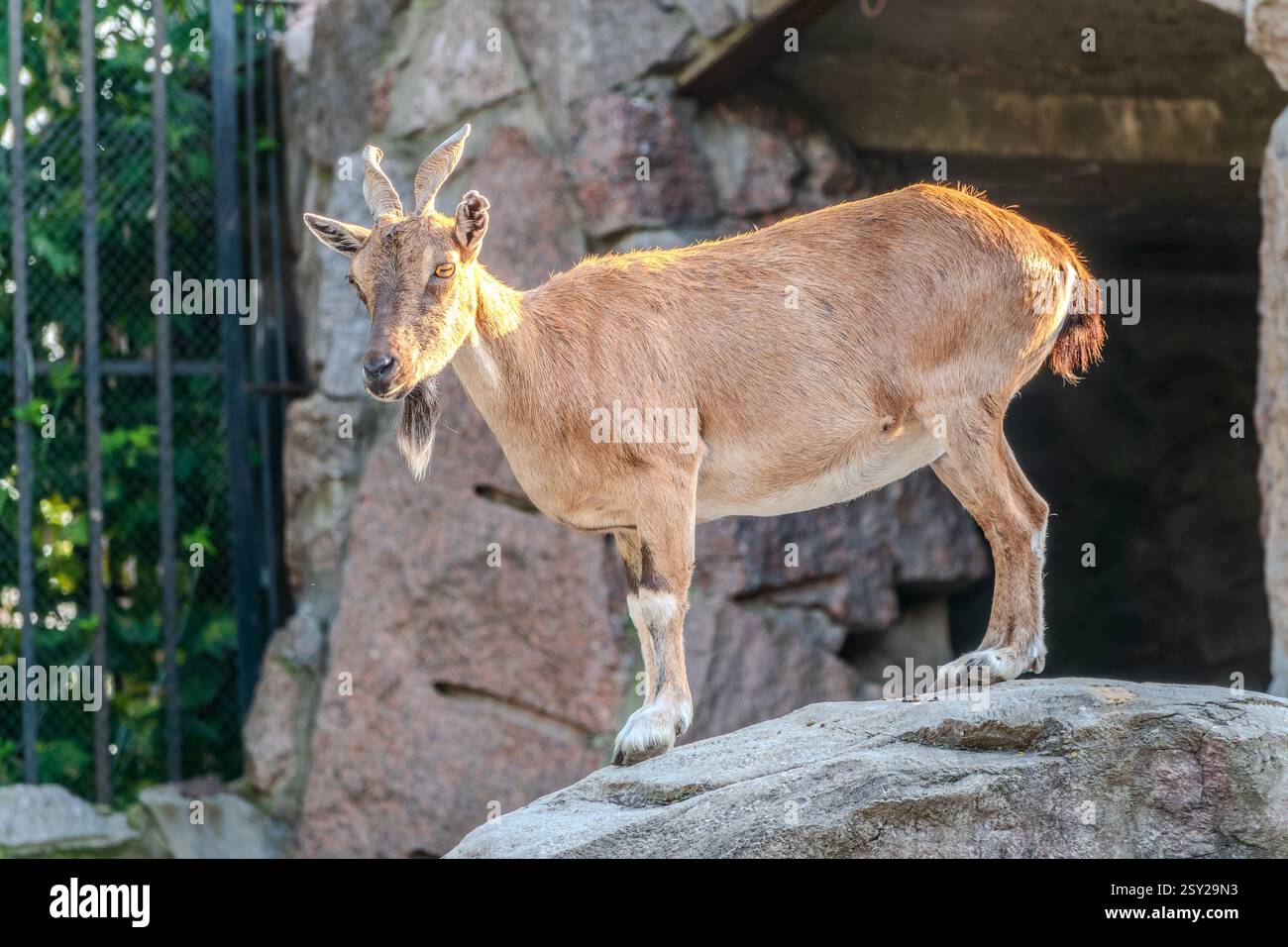 Markhor female on the rock. Latin name - Capra falconeri. Wild goat ...