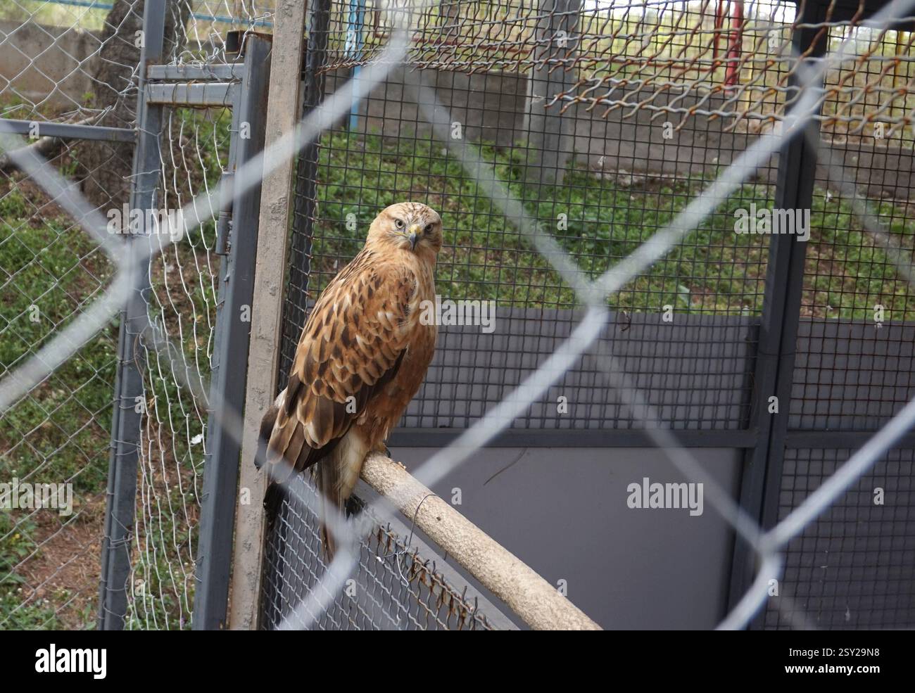 Caged Majesty: The Watchful Red-Tailed Hawk Stock Photo - Alamy