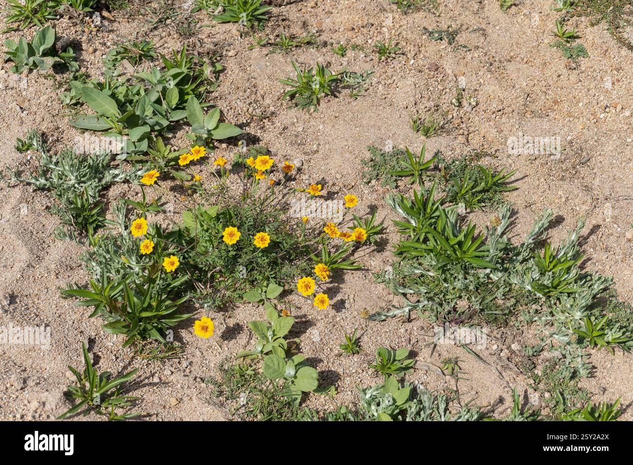 Cluster of bright yellow Tagetes tenuifolia flowers thriving in arid ...