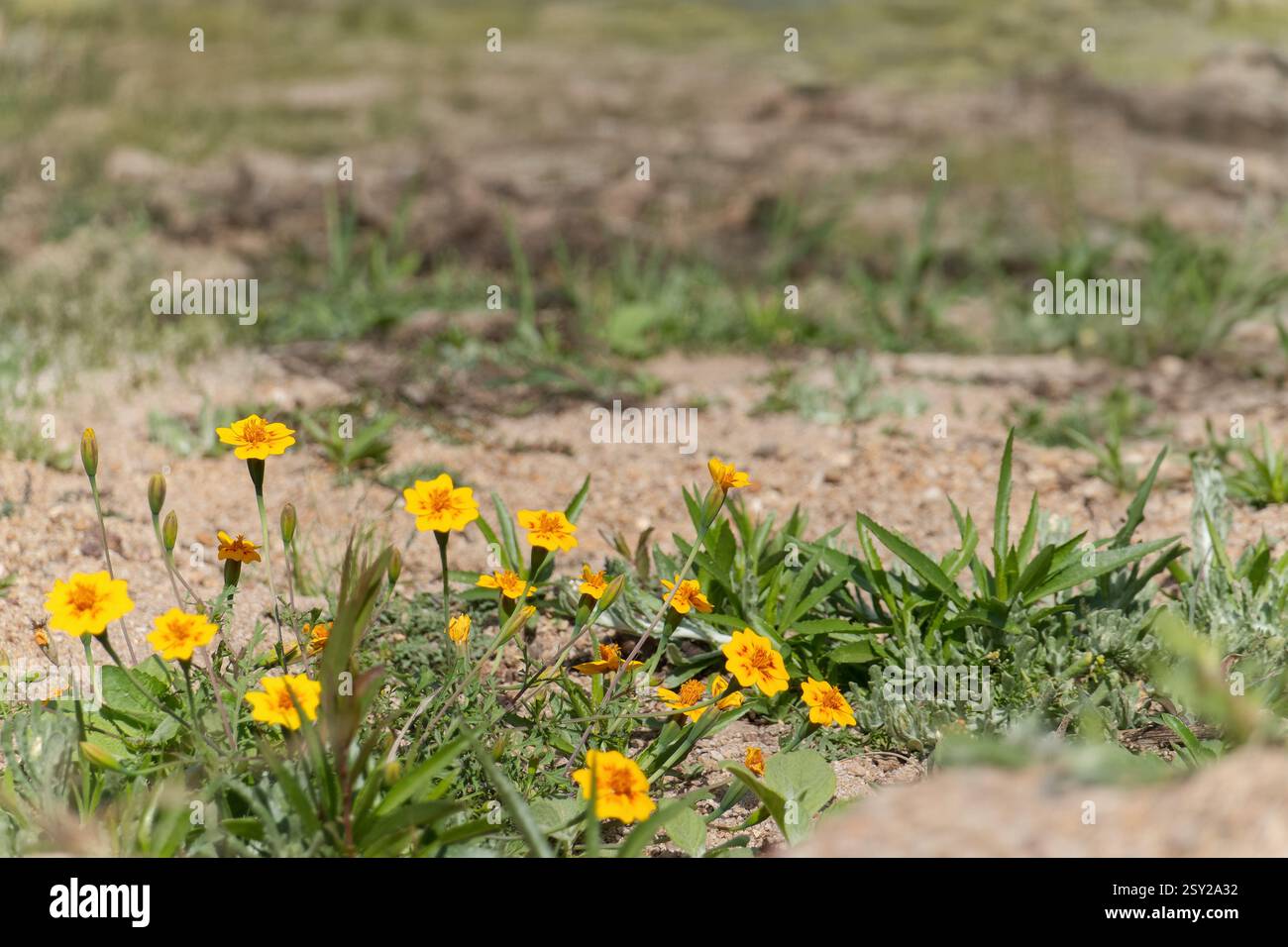 A striking scene of Tagetes tenuifolia, also known as cinco llagas ...